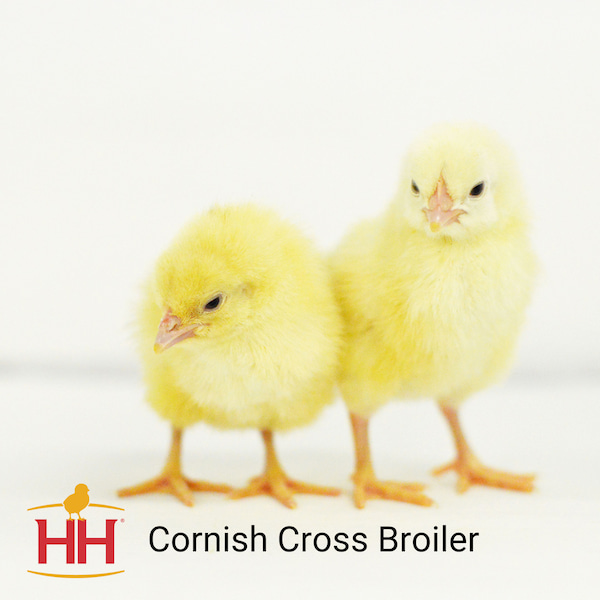 BROILER CORNISH CROSS MEAT CHICK (SR) - The Mill In Germansville