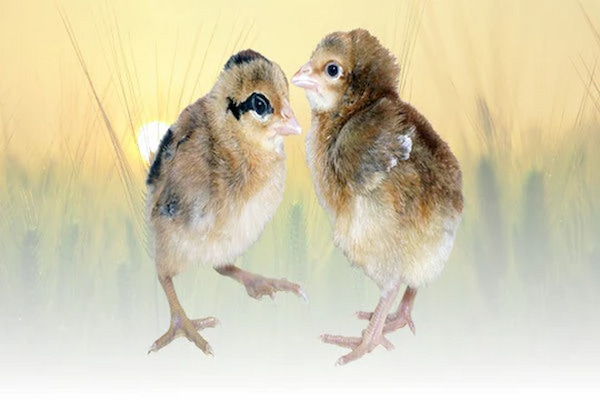 CRELE PENEDESENCA FEMALE CHICK - The Mill In Germansville